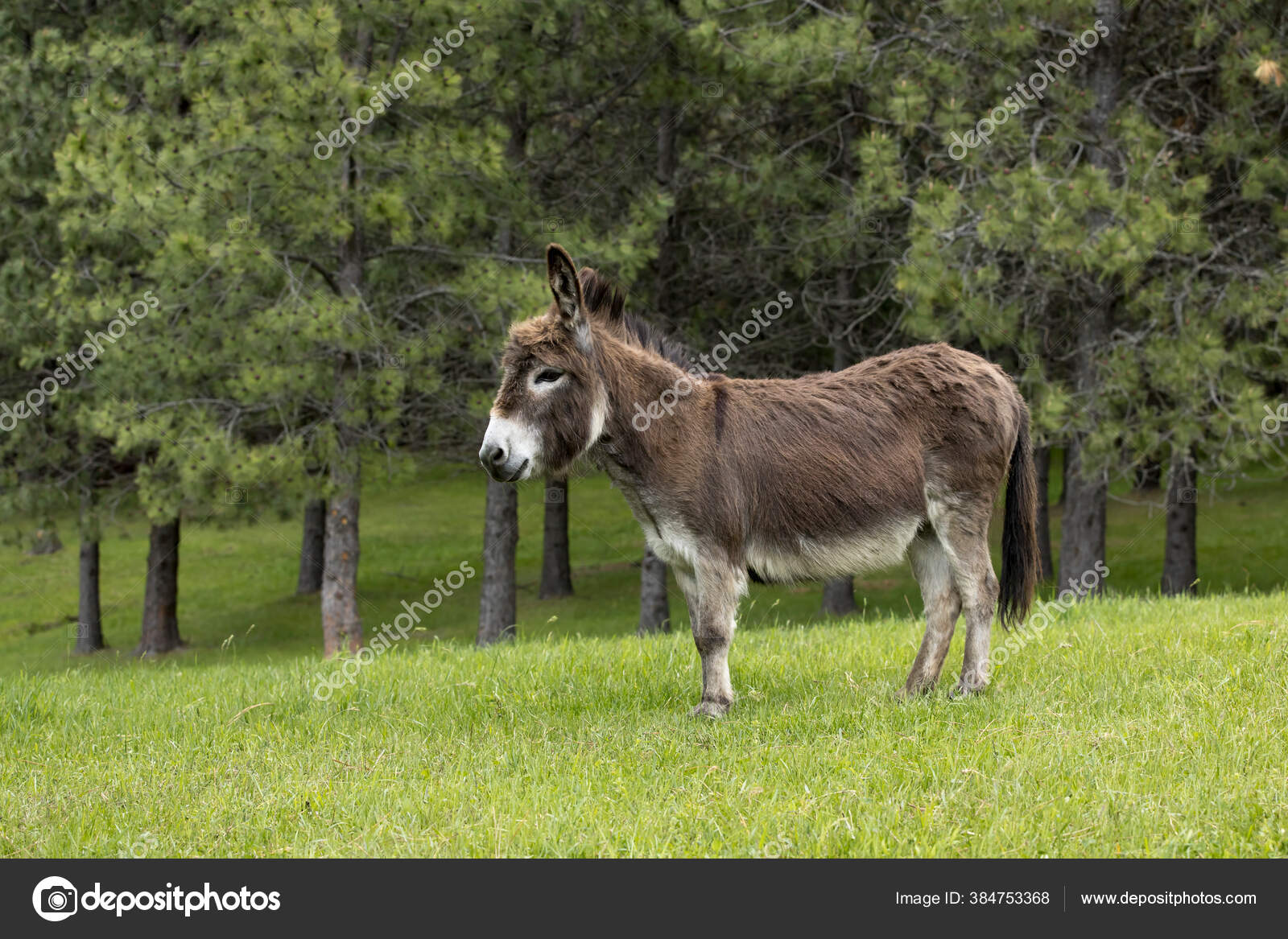 Side Profile Miniature Donkey Standing Grassy Field North Idaho — Stock ...