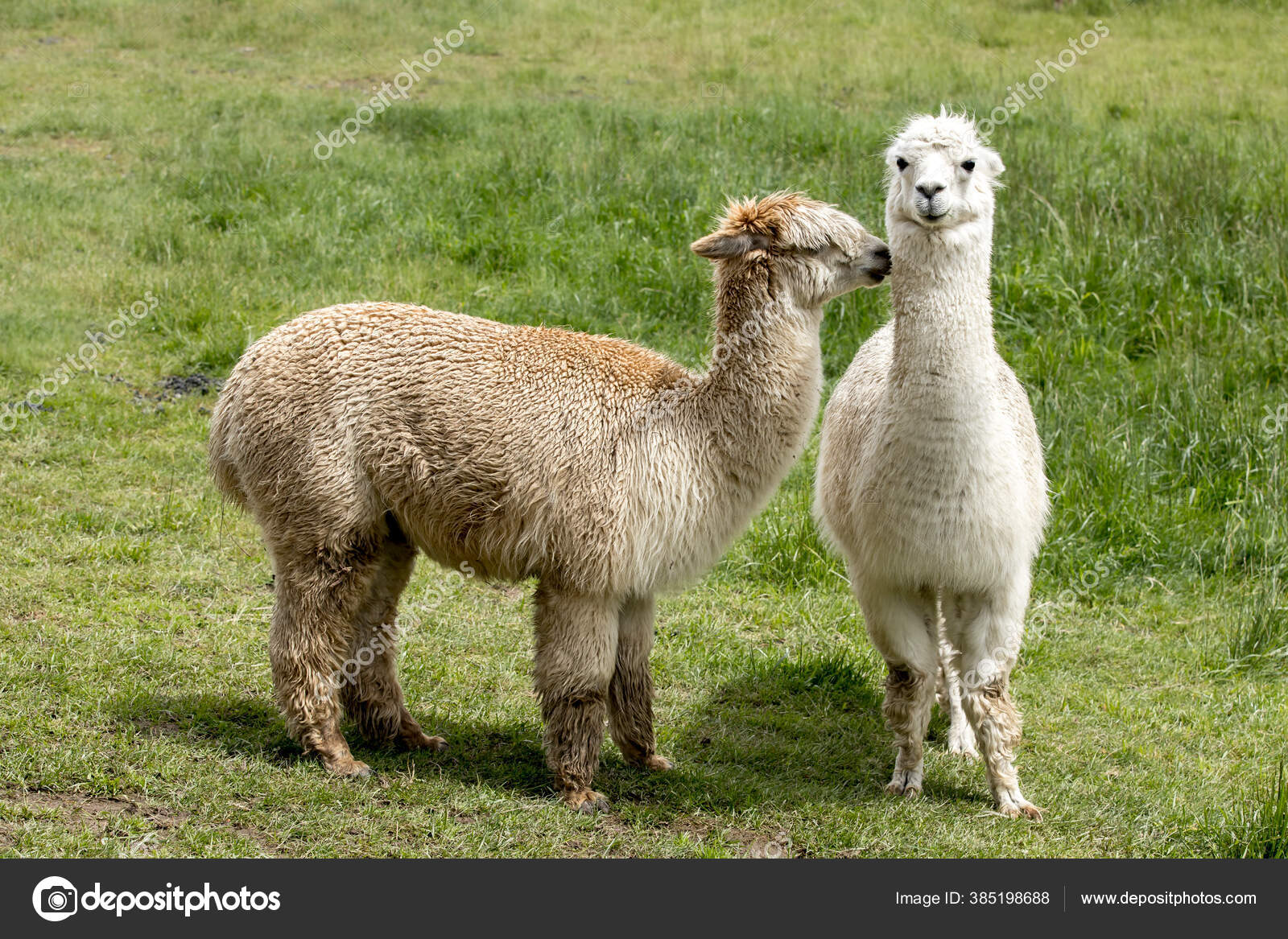 Couple Alpacas Standing Grassy Pasture Coeur D'alene Idaho — Stock ...