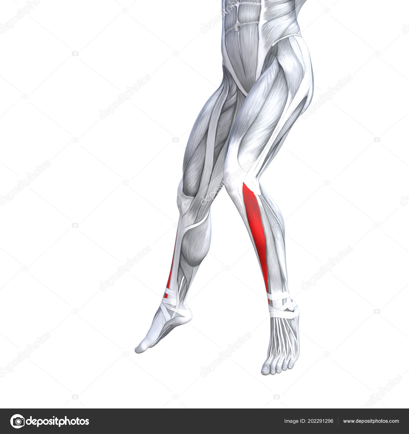 Concept Conceptual Illustration Fit Strong Front Lower Leg Human ...
