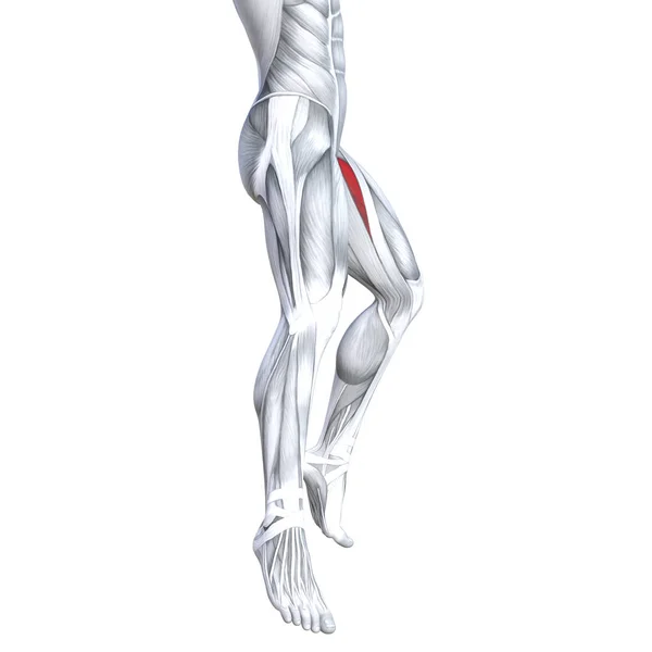 Front Upper Leg Muscles