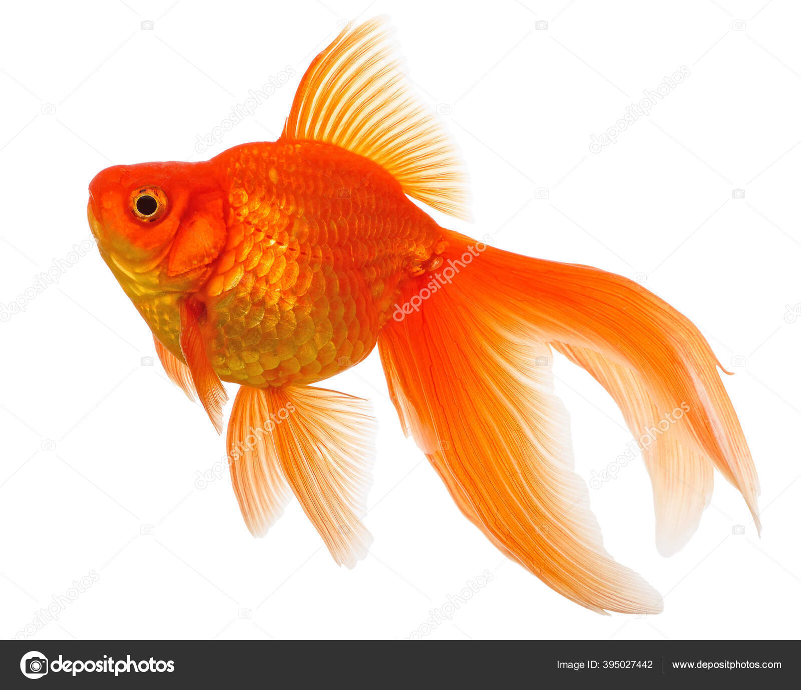 Fish Photo White Background