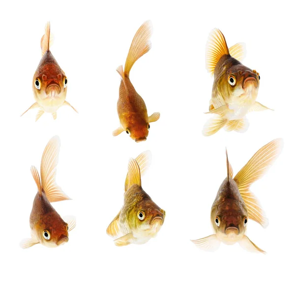 Set of Goldfish — Stock Photo © Vangert #14836403