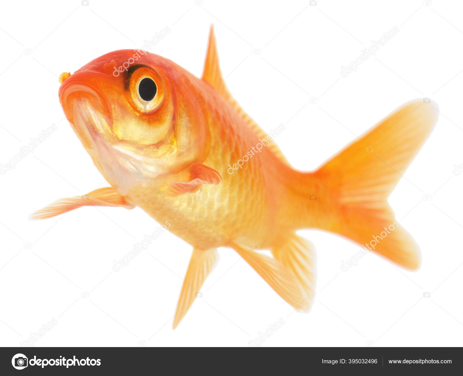 Common Goldfish