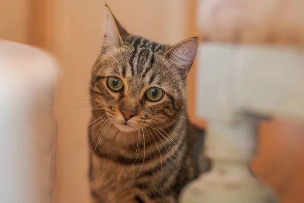 Eponer intip mandi images libres de droit, photos de Eponer intip mandi ...