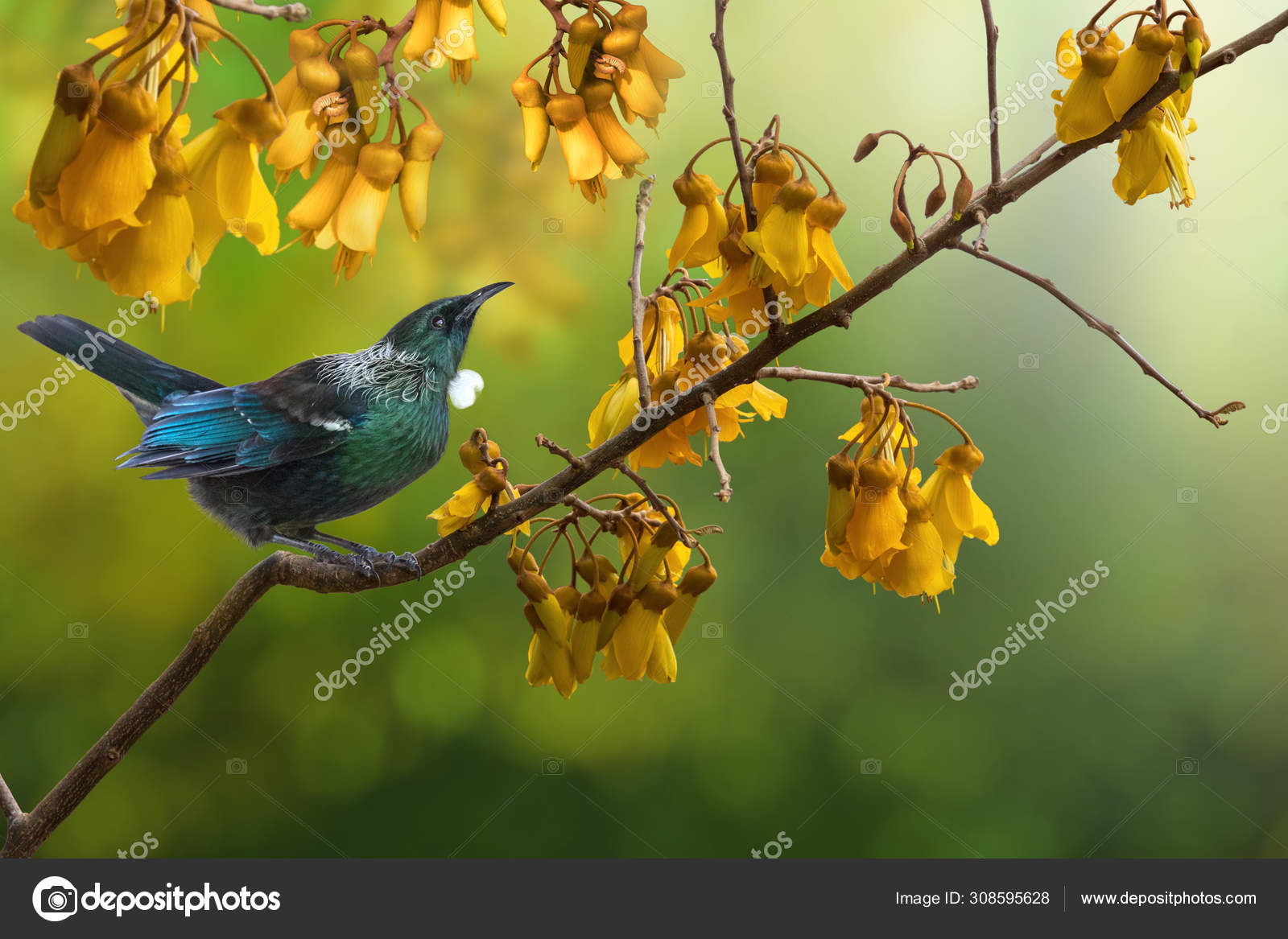 Tui bird kowhai tree flowers New Zealand native — Stock Photo © natam ...