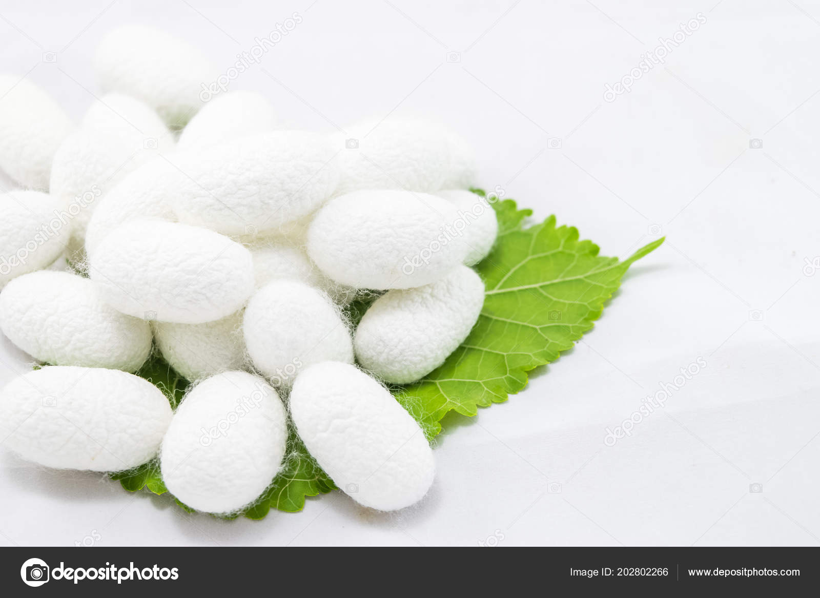 White Silk Cocoon Mulberry Leaf White Background Stock Photo by ...