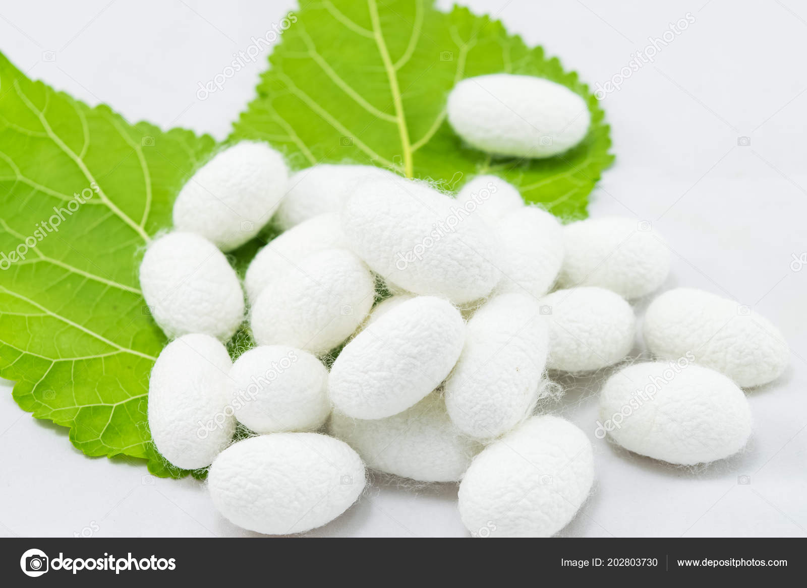 White Silk Cocoon Mulberry Leaf White Background Stock Photo by ...