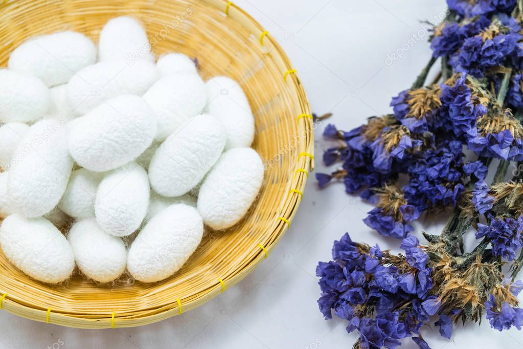 Capullo de seda en la cesta sobre fondo blanco 2022