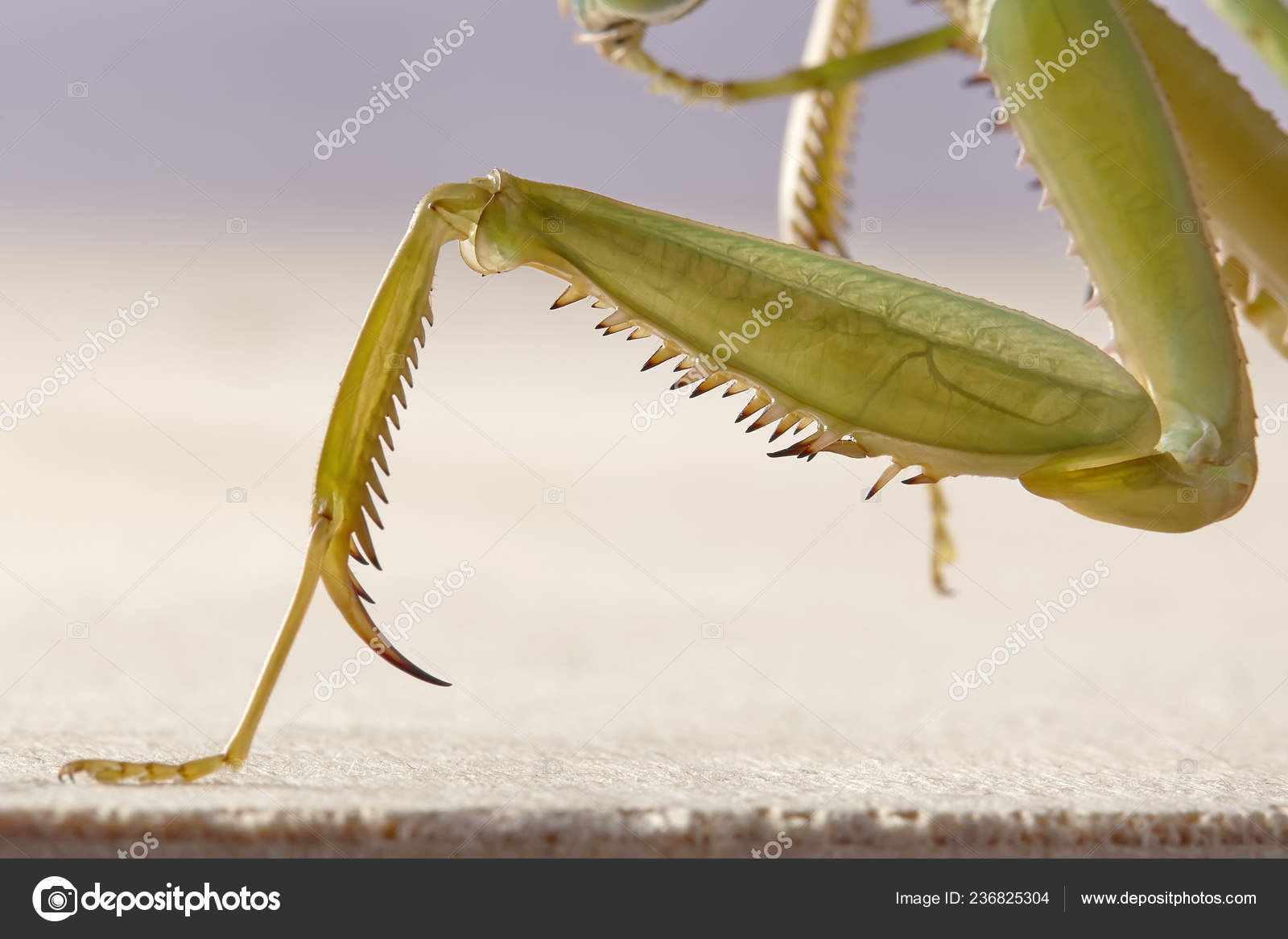 Giant Malaysian Shield Mantis Rhombodera Stalli Giant Shield Mantis