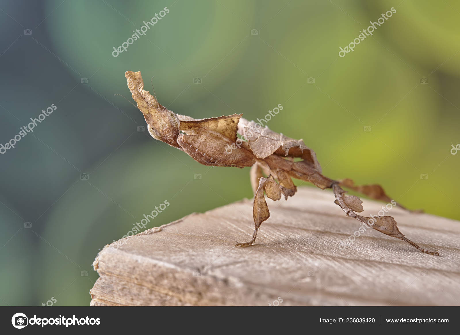 Ghost Praying Mantis