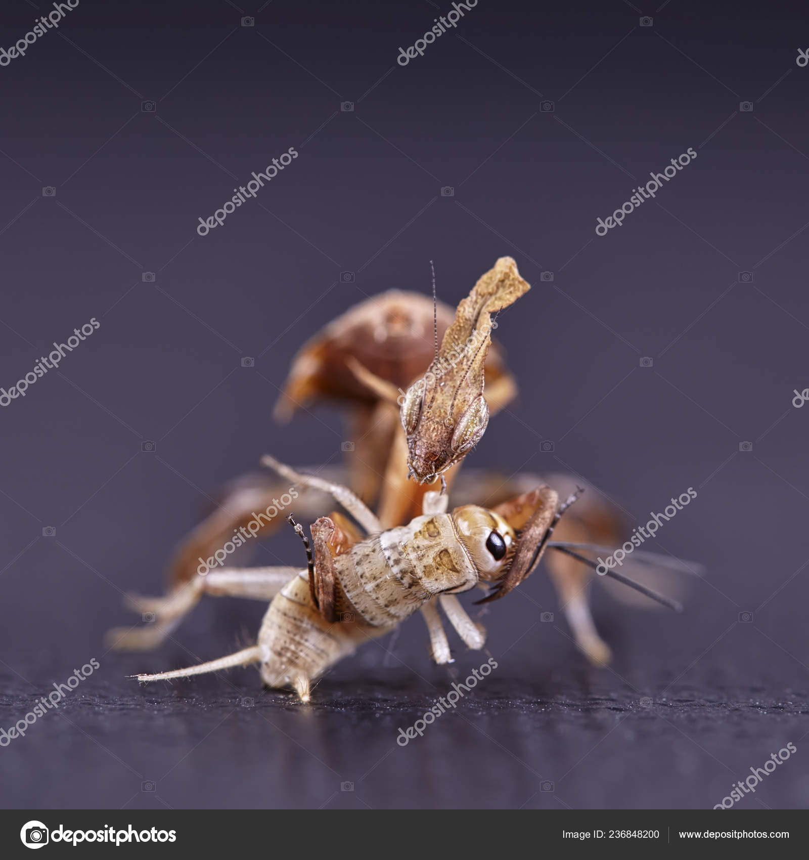 African Ghost Mantis