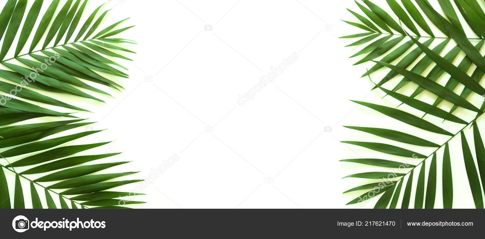 Palm Branches Background