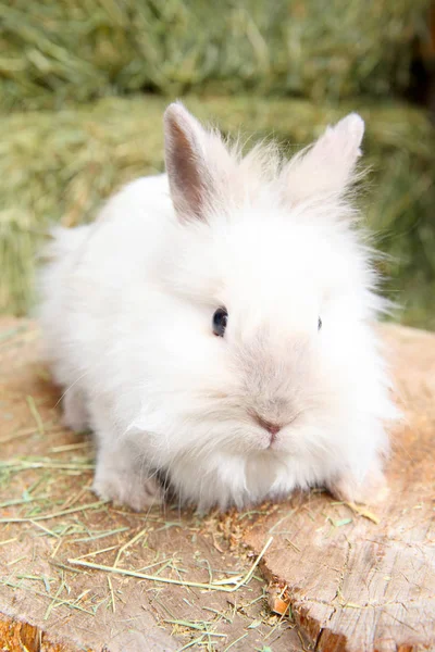 White Lionhead Rabbit