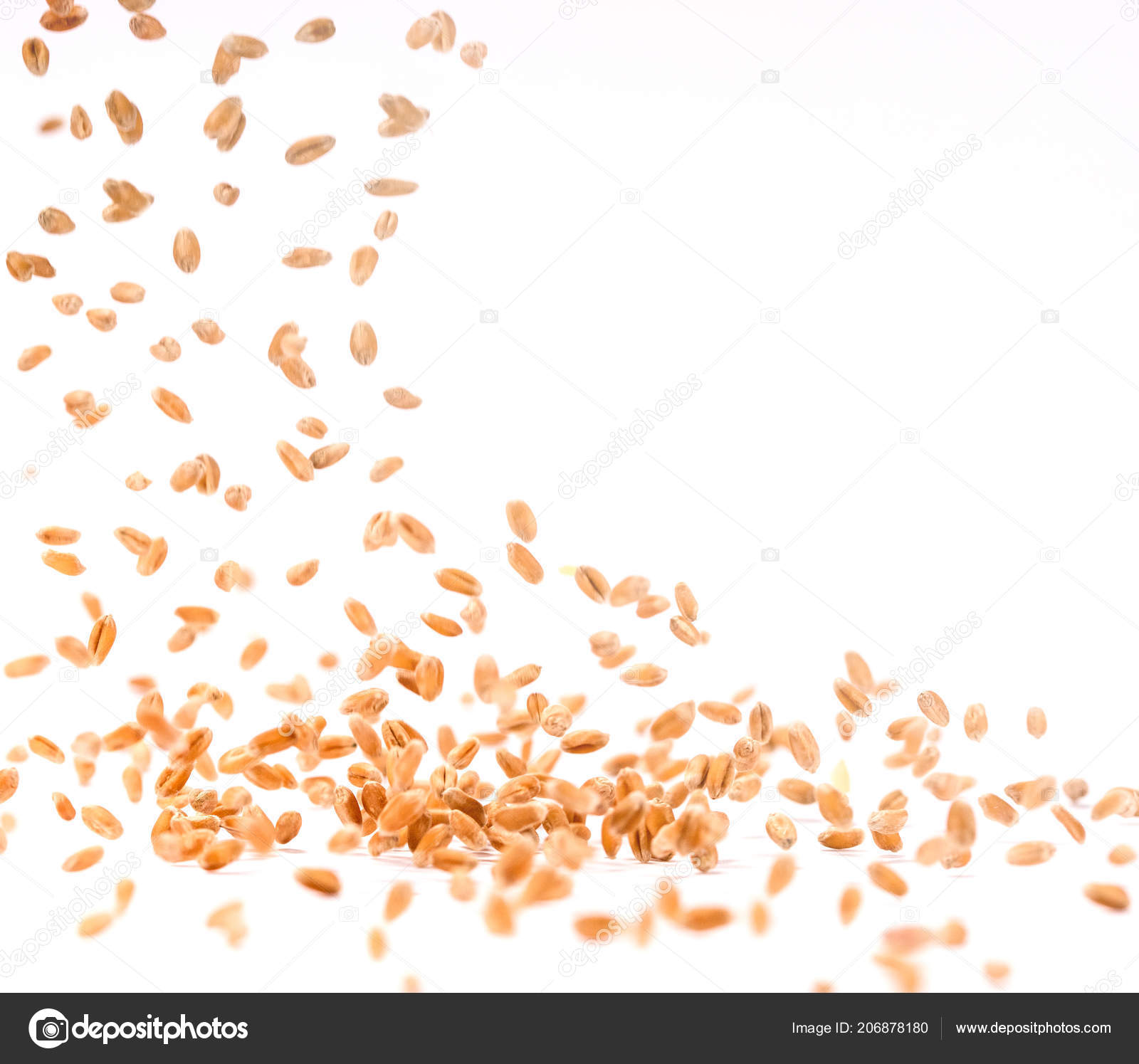 Wheat Grains Falling