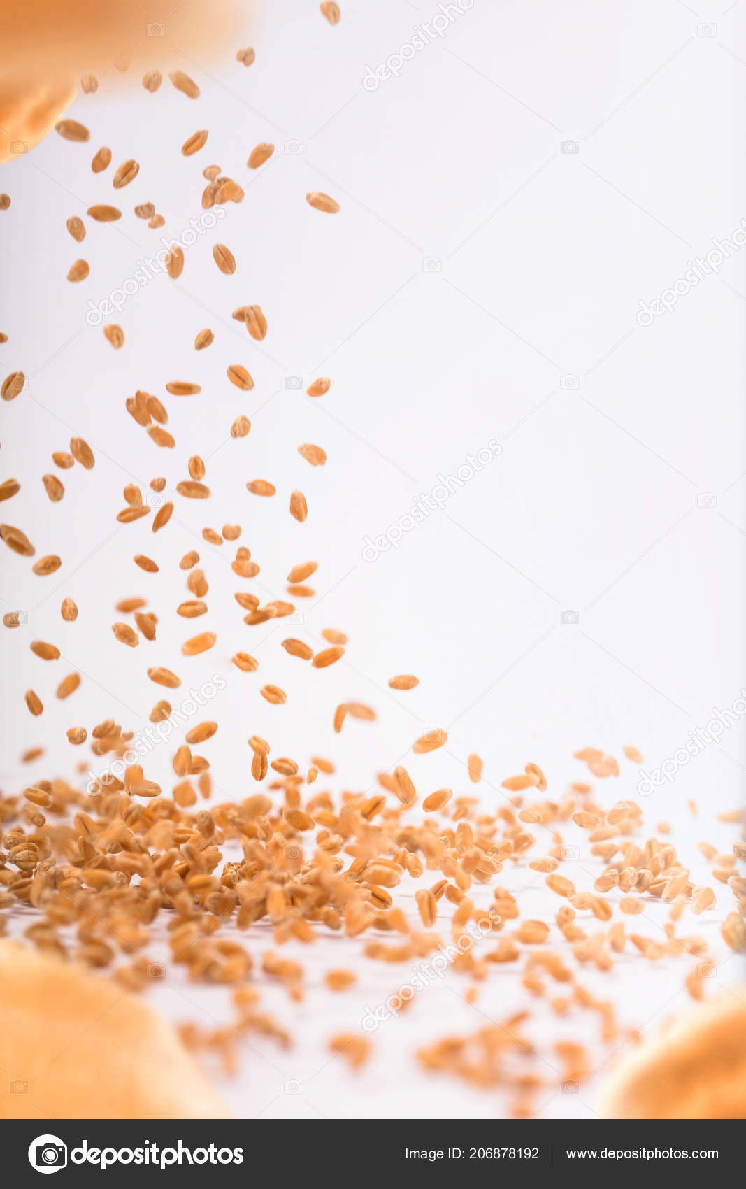Wheat Grains Falling