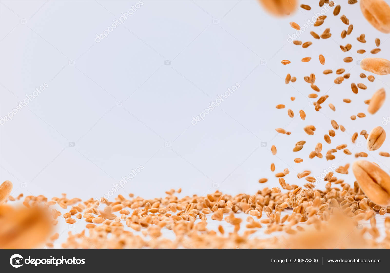 Wheat Grains Falling