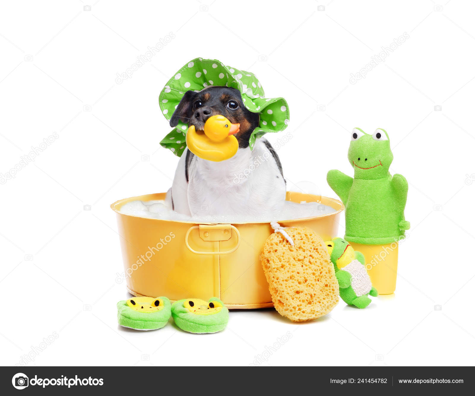 Pretty Jack Russel Terrier Hat Having Bath Yellow Basin — Stock Photo ...