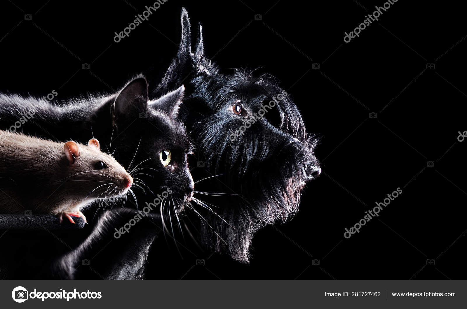 Wide picture with a rat, cat and a dog heads against black backg ...