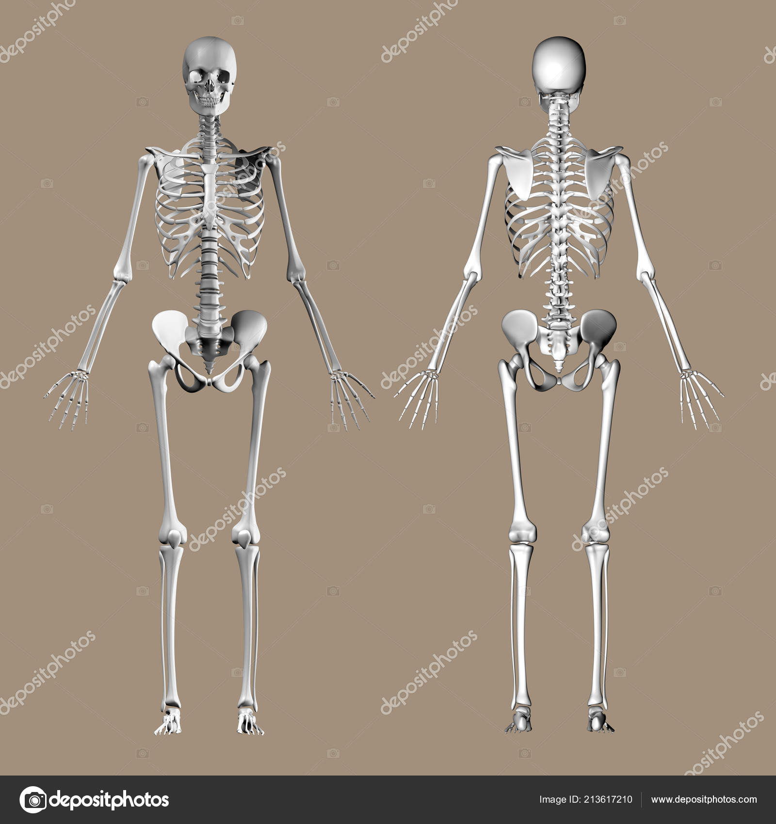 Human Skeleton Back