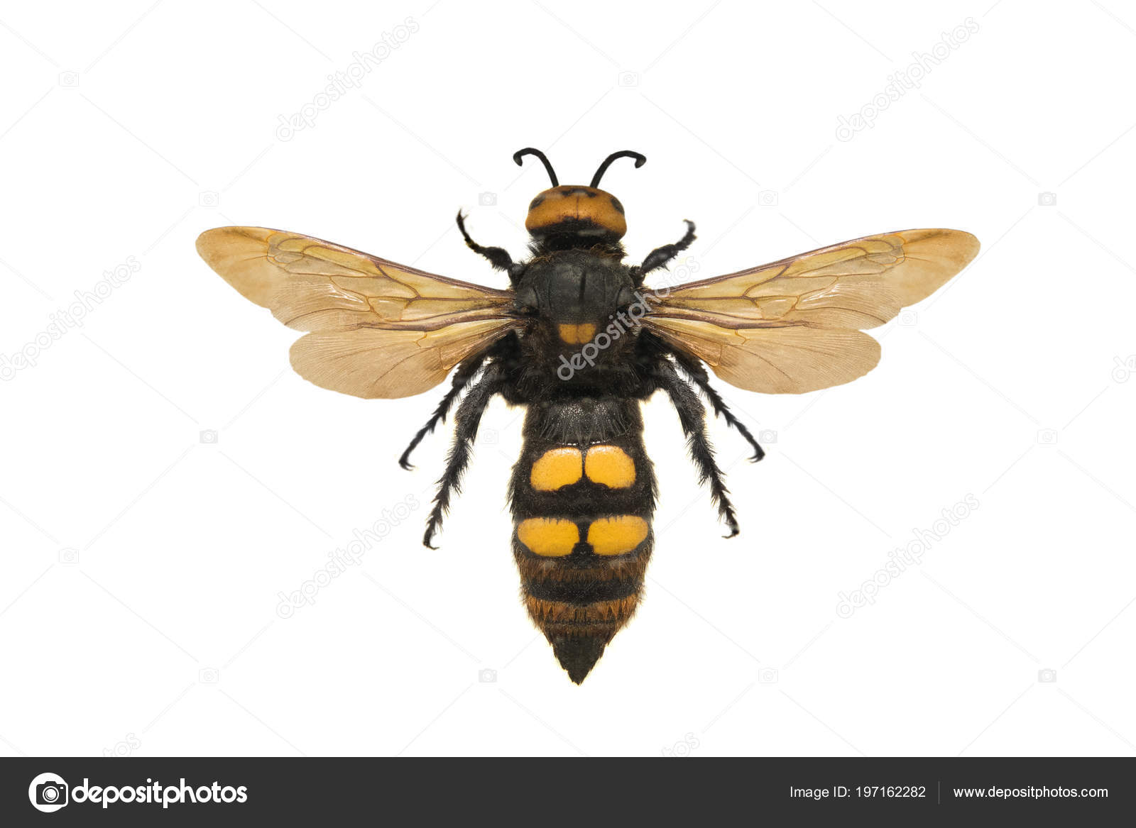 Scolia Flavifrons Scoliidae Isolated White Background — Stock Photo ...