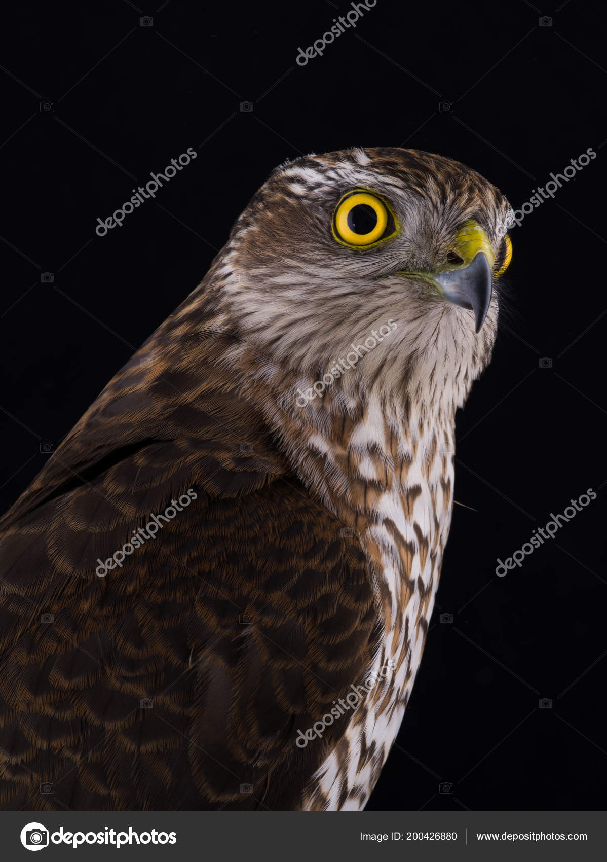 Falcon Isolated Black Background Stock Photo by ©bazil 200426880