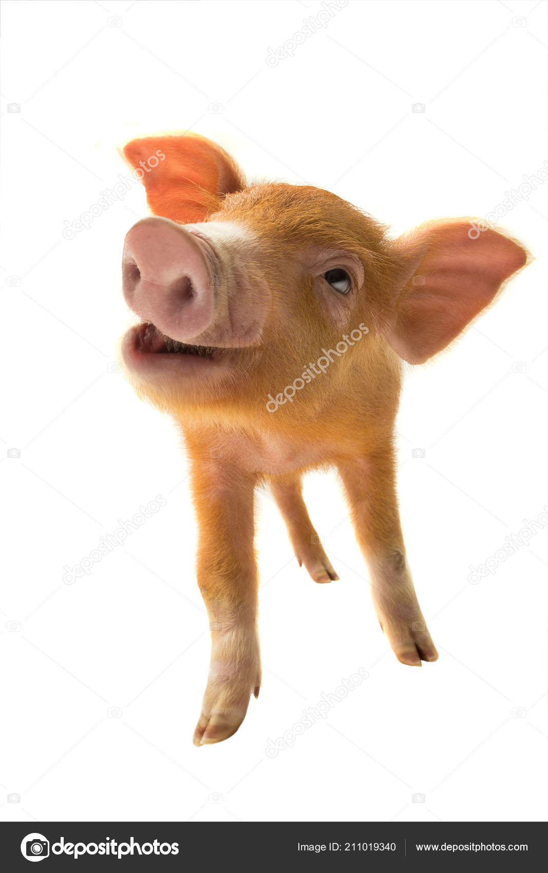 Piglet Smiling