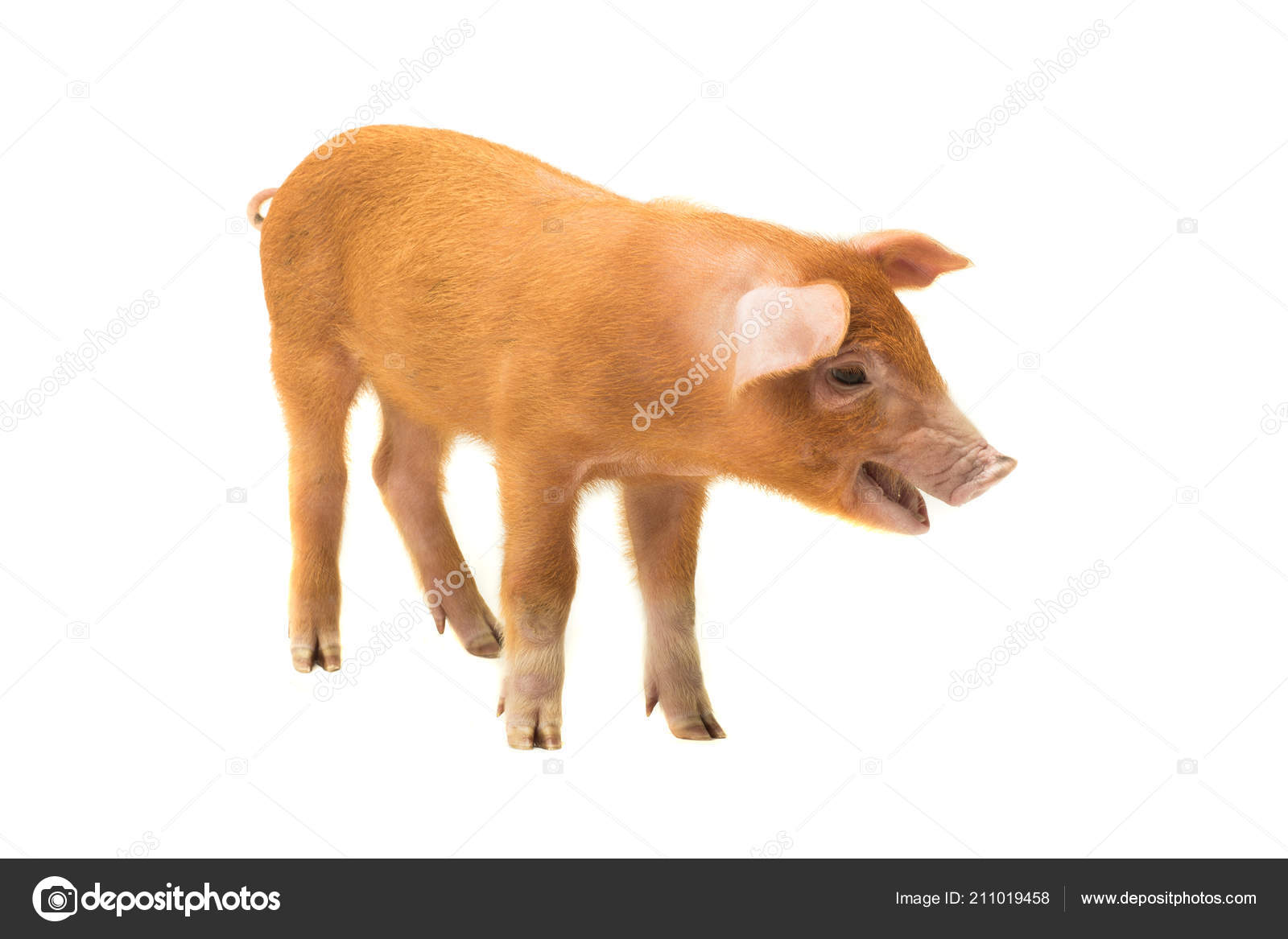 Yellow Pig Isolated White Background — Stock Photo © bazil #211019458
