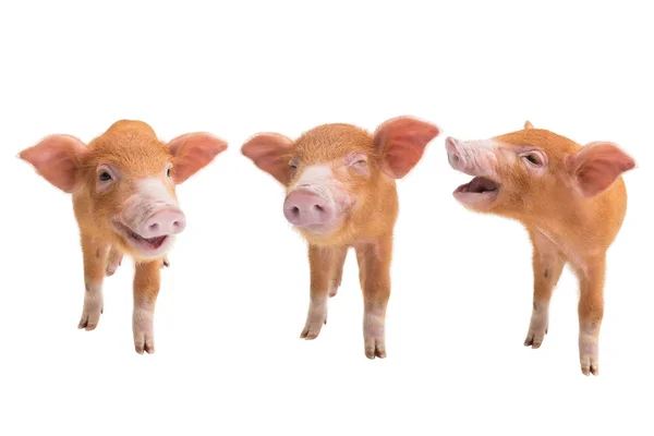 Los tres cochinitos fotos de stock, imágenes de Los tres cochinitos sin ...