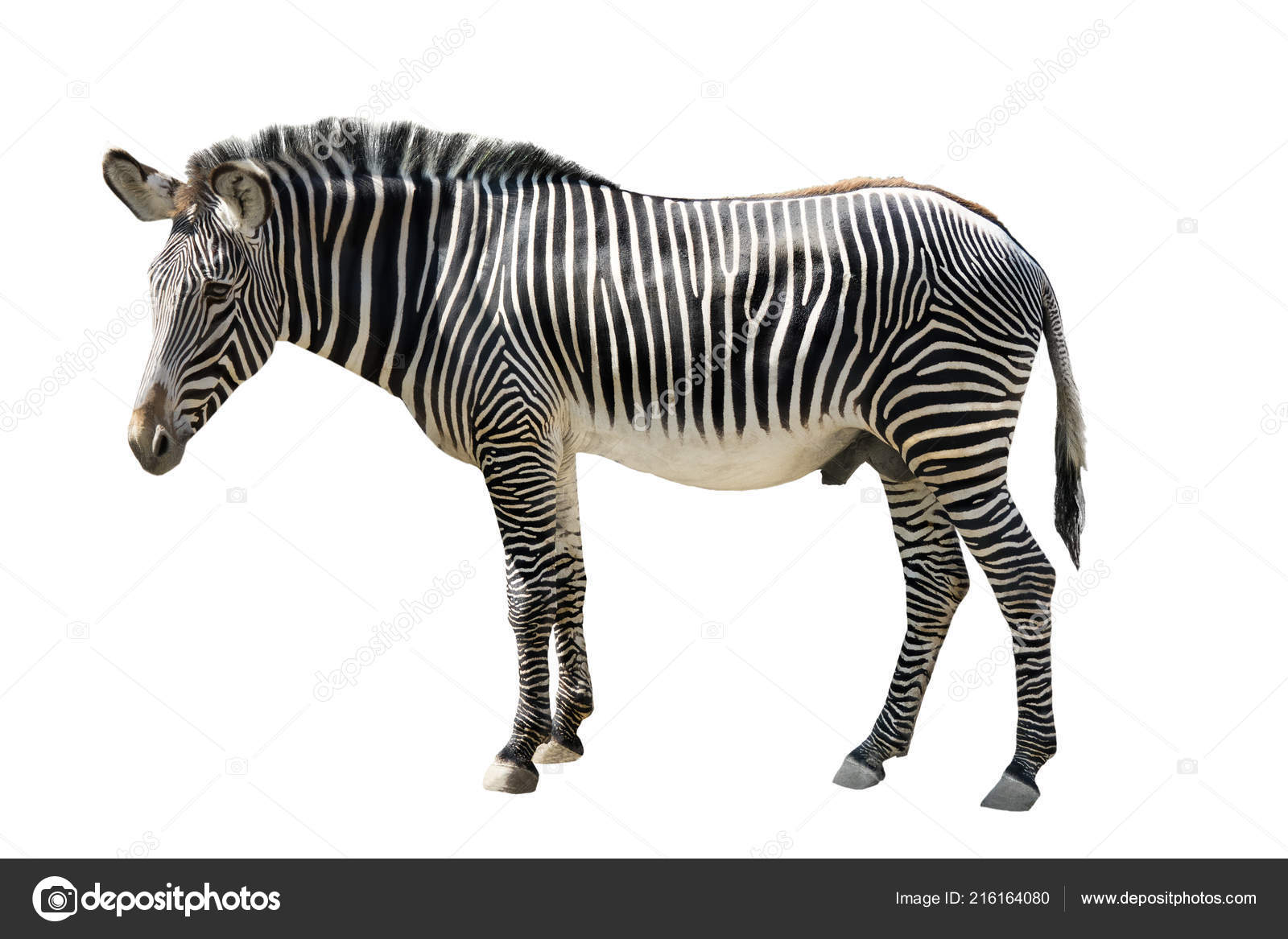 Zebra Isolated White Background Stock Photo by ©bazil 216164080