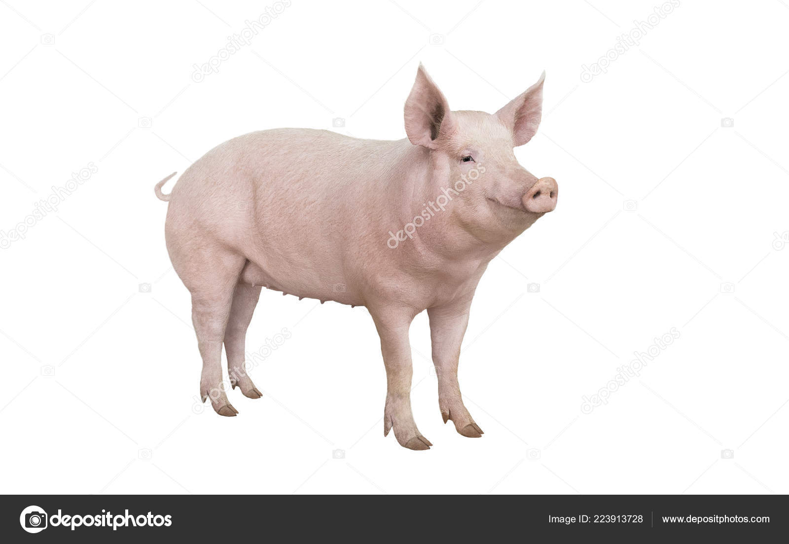 Big Pig Isolated White Background Stock Photo by ©bazil 223913728