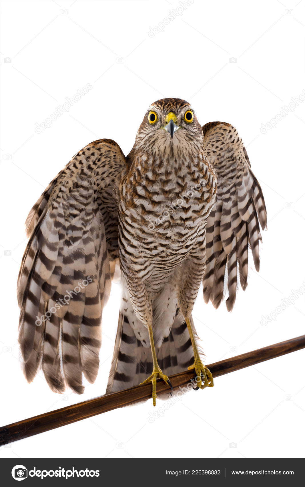 Falcon Isolated White Background Stock Photo by ©bazil 226398882