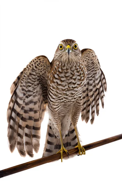 Falcon white background Stock Photos, Royalty Free Falcon white ...