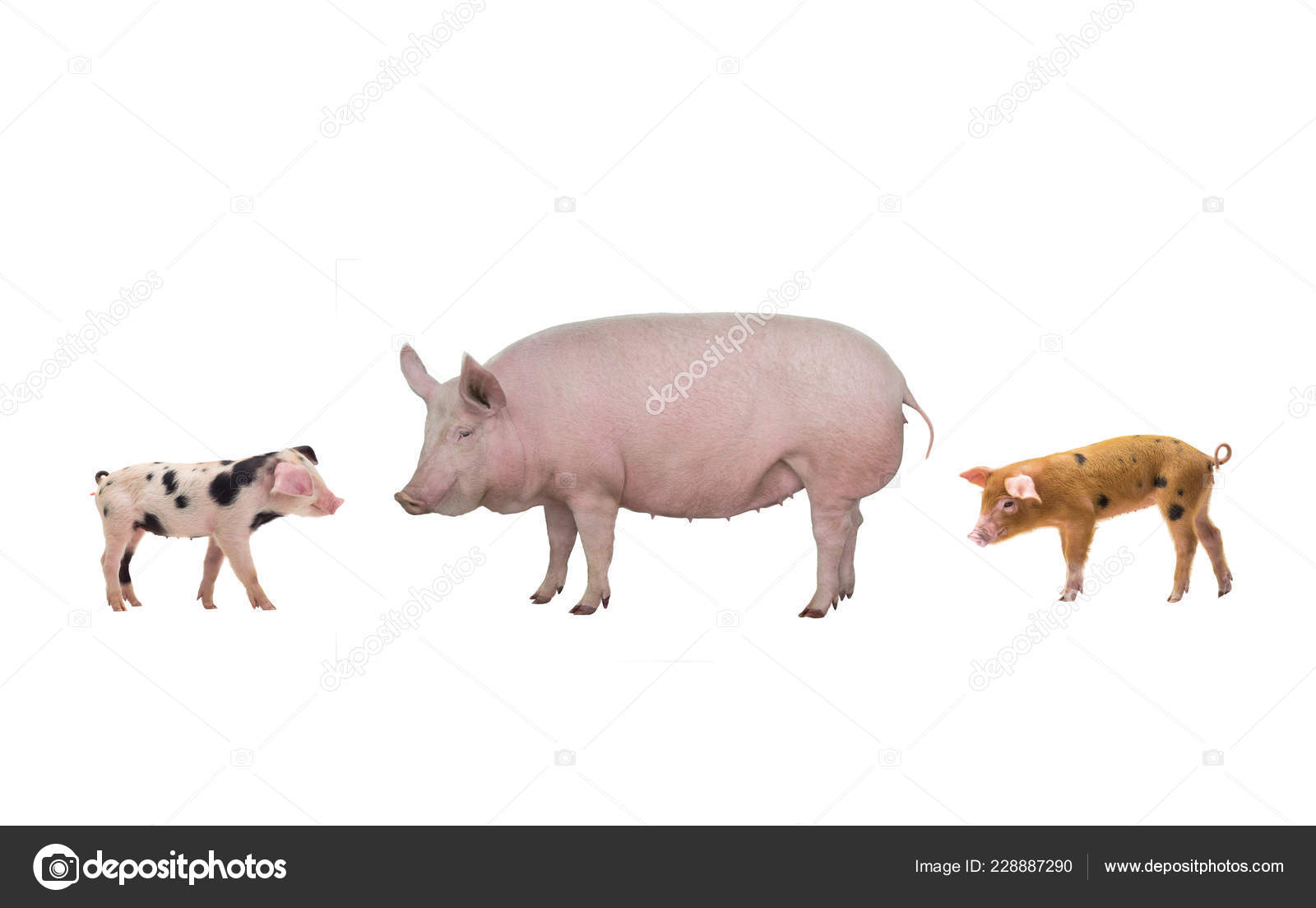 Female Pig Piglet Isolated White Background Stock Photo by ©bazil 228887290