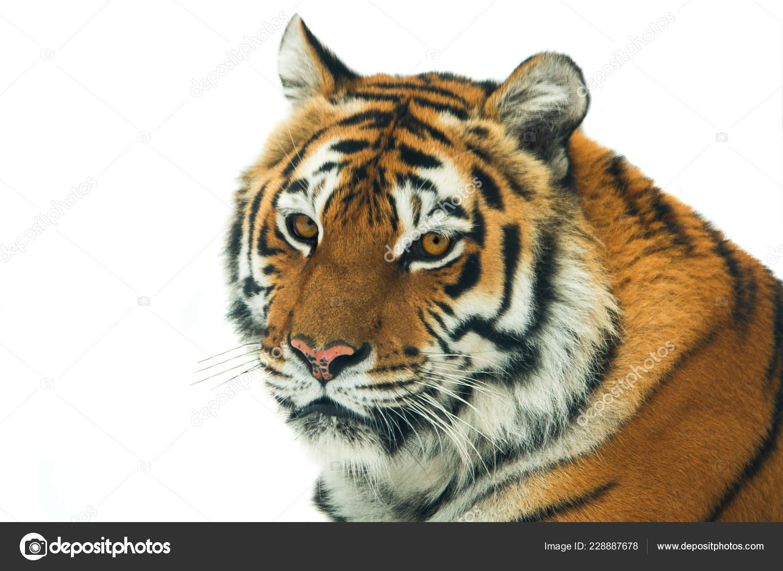 Portrait Tiger Isolated White Background Stock Photo by ©bazil 228887678