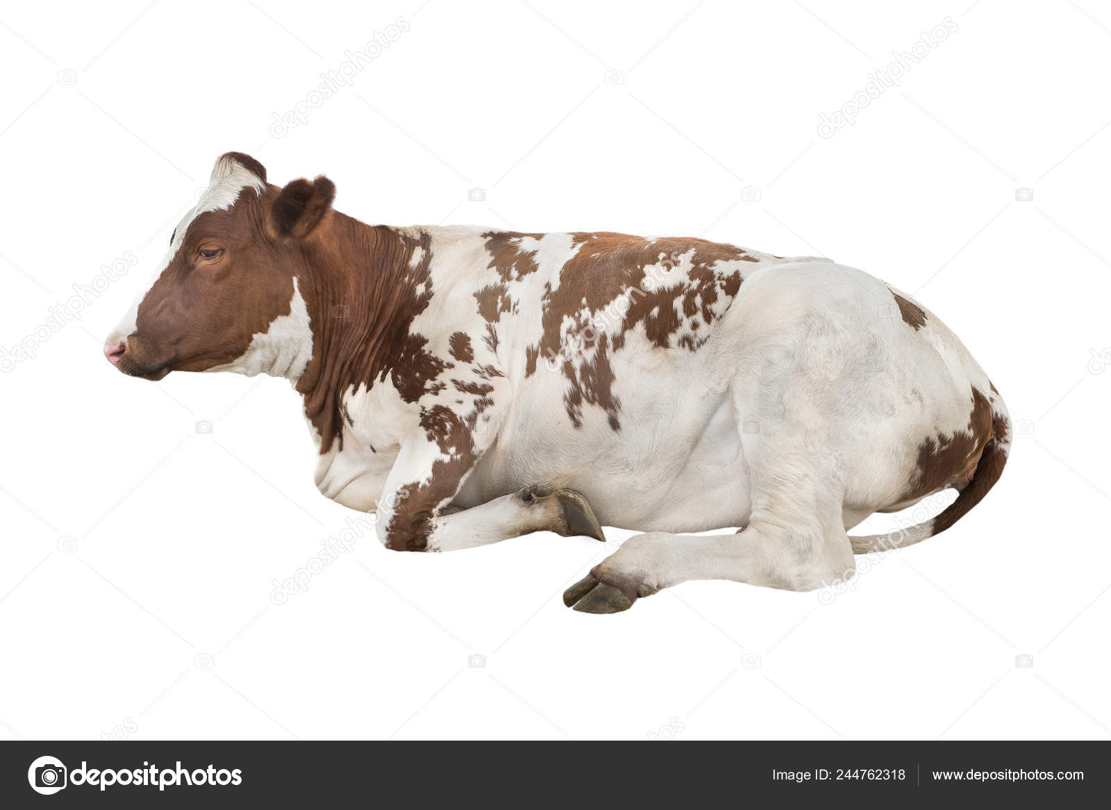 Vaca Acostada Aislada Sobre Fondo Blanco: fotografía de stock © bazil ...