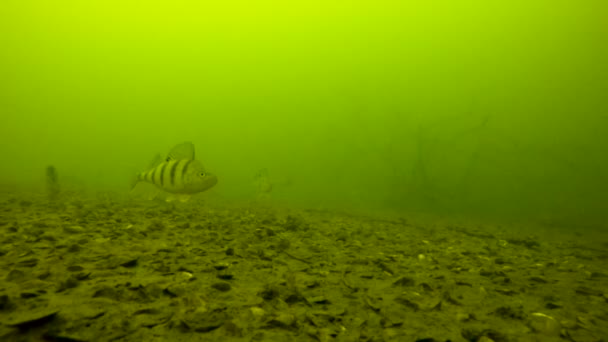 38 10 เมตร Videos, Royalty-free Stock 10 เมตร Footage | Depositphotos