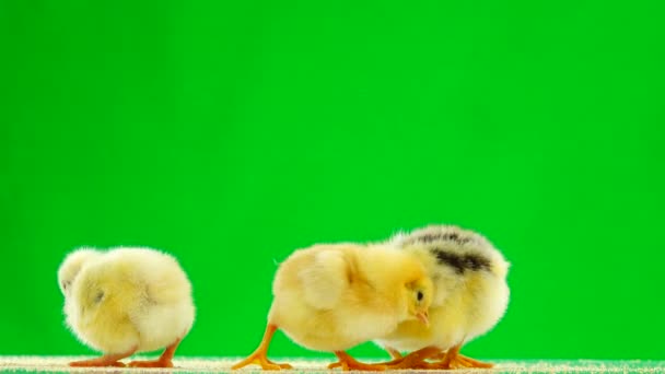 2,232 El pollito aislado Videos, Royalty-free Stock El pollito aislado ...