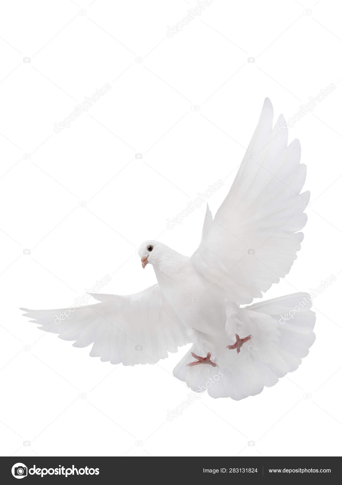 Colombes Blanches En Vol La Colombe