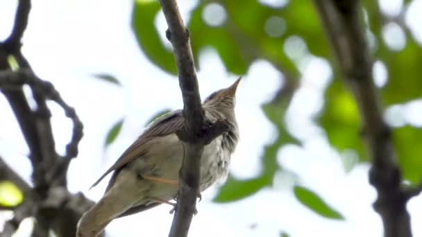 Singing Nightingale Tree Branch Sound — Stock Video © bazil #288022800
