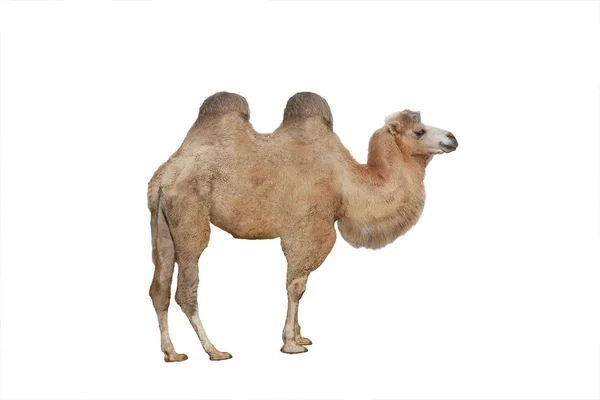 Camel no background Stock Photos, Royalty Free Camel no background ...