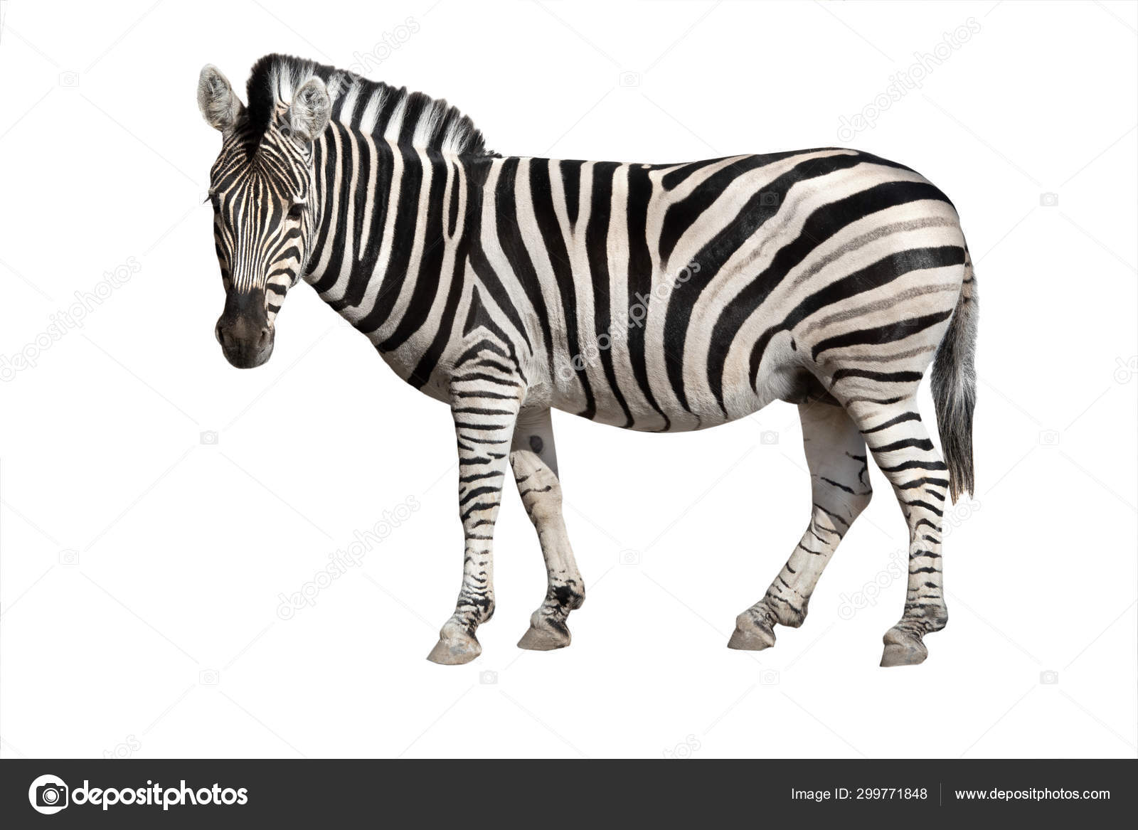 Zebra isolated on white — Stock Photo © bazil #299771848