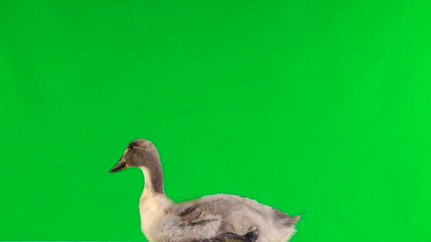 5,231 Young duck Videos, Royalty-free Stock Young duck Footage ...