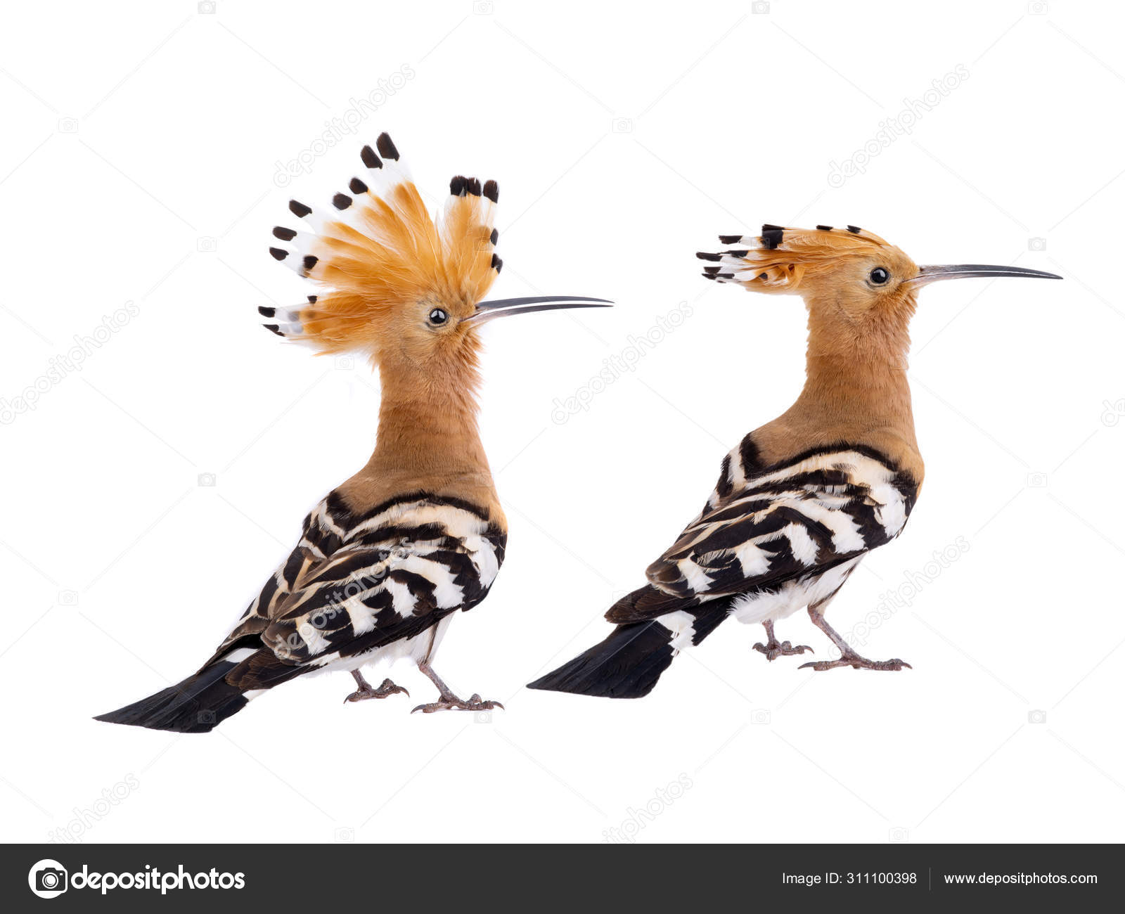 Two Eurasian Hoopoe (Upupa epops) isolated on a white Stock Photo by ...