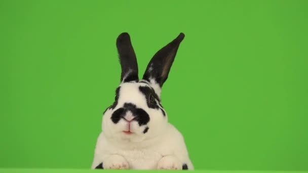 Talking Rabbit Isolated Green Screen Slow Motion — Stock Video © bazil ...