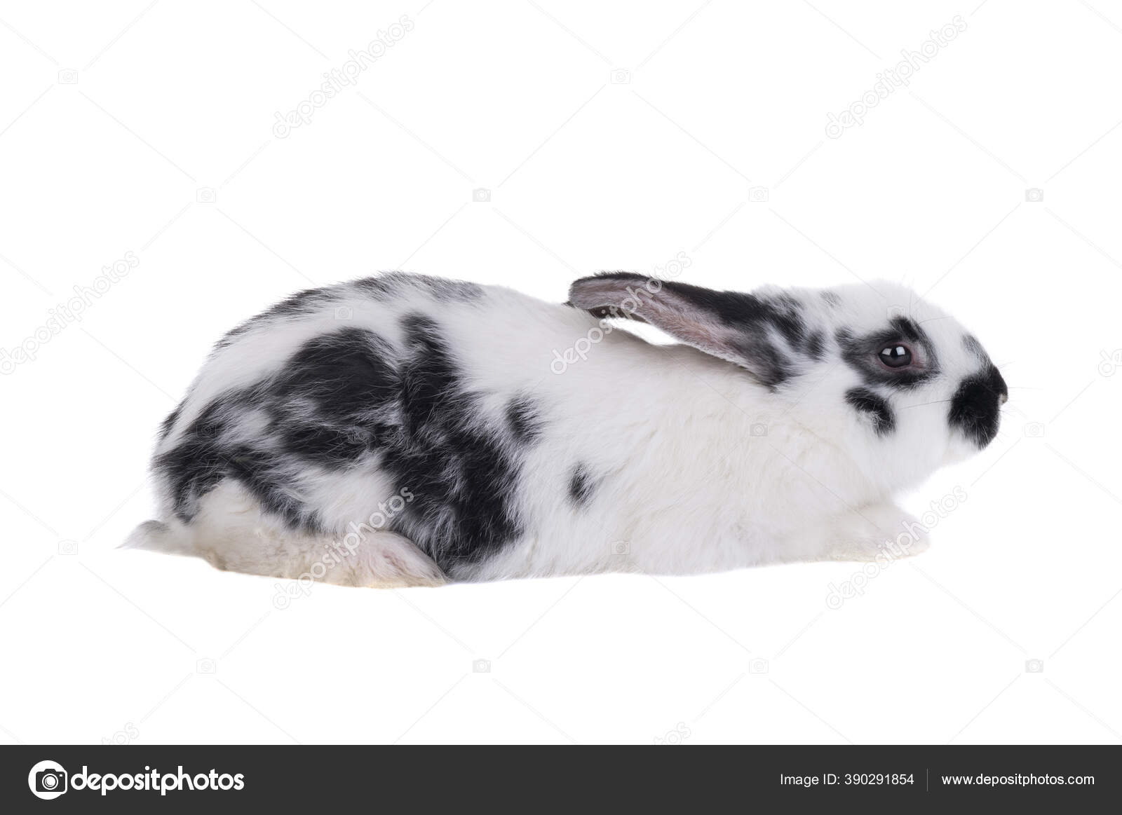 White Rabbit Profile