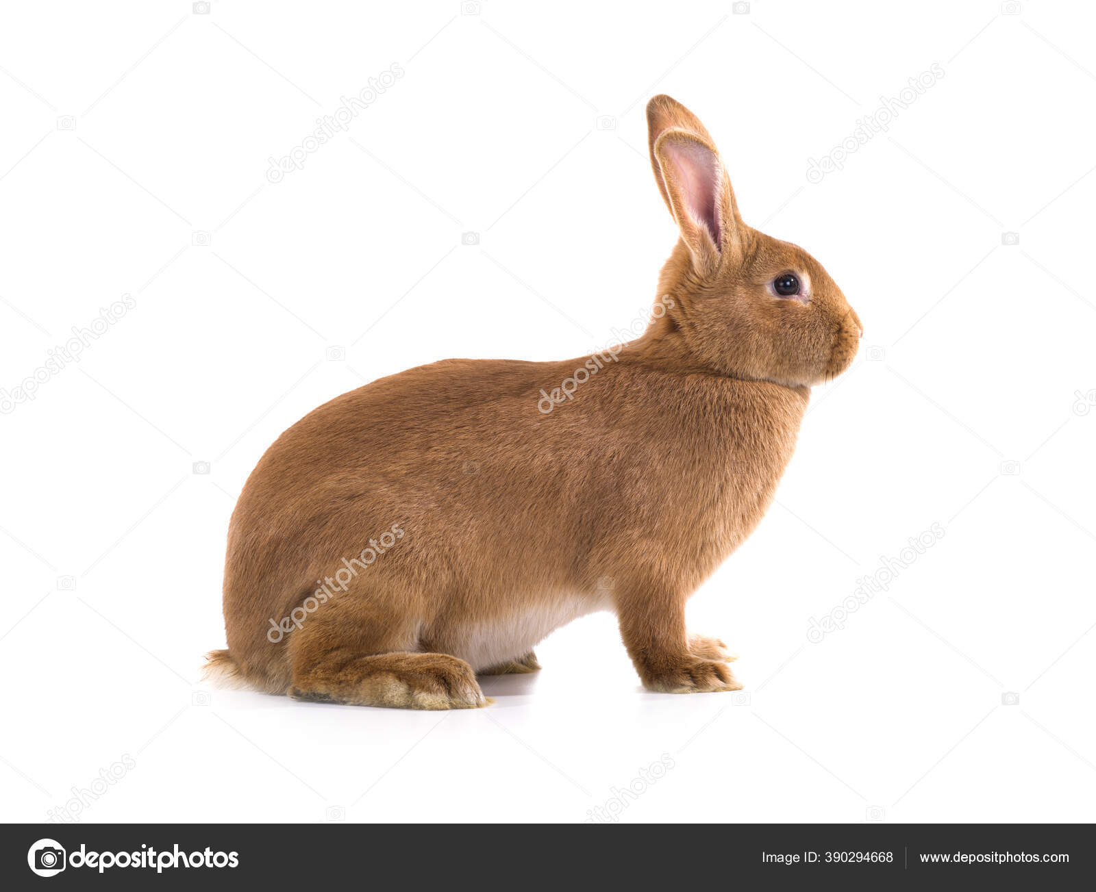Brown Bunny Isolated White Background Stock Photo by ©bazil 390294668