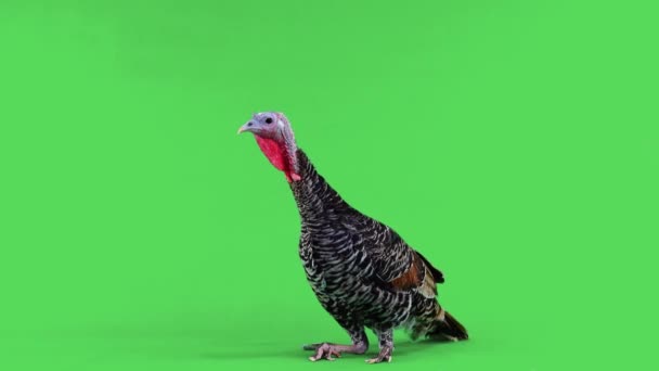 Female Turkey Green Screen — Stock Video © bazil #417577112