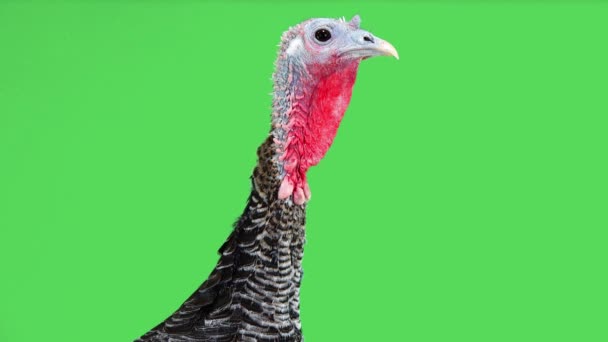 5,088 Green screen animals Videos, Royalty-free Stock Green screen ...