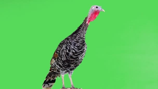 1,764 Green screen birds Videos, Royalty-free Stock Green screen birds ...