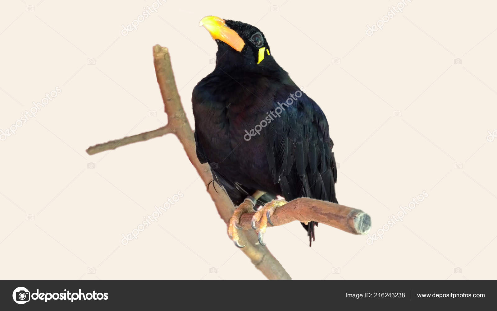 Close Common Hill Myna Gracula Religiosa Intermedia Isolated White ...